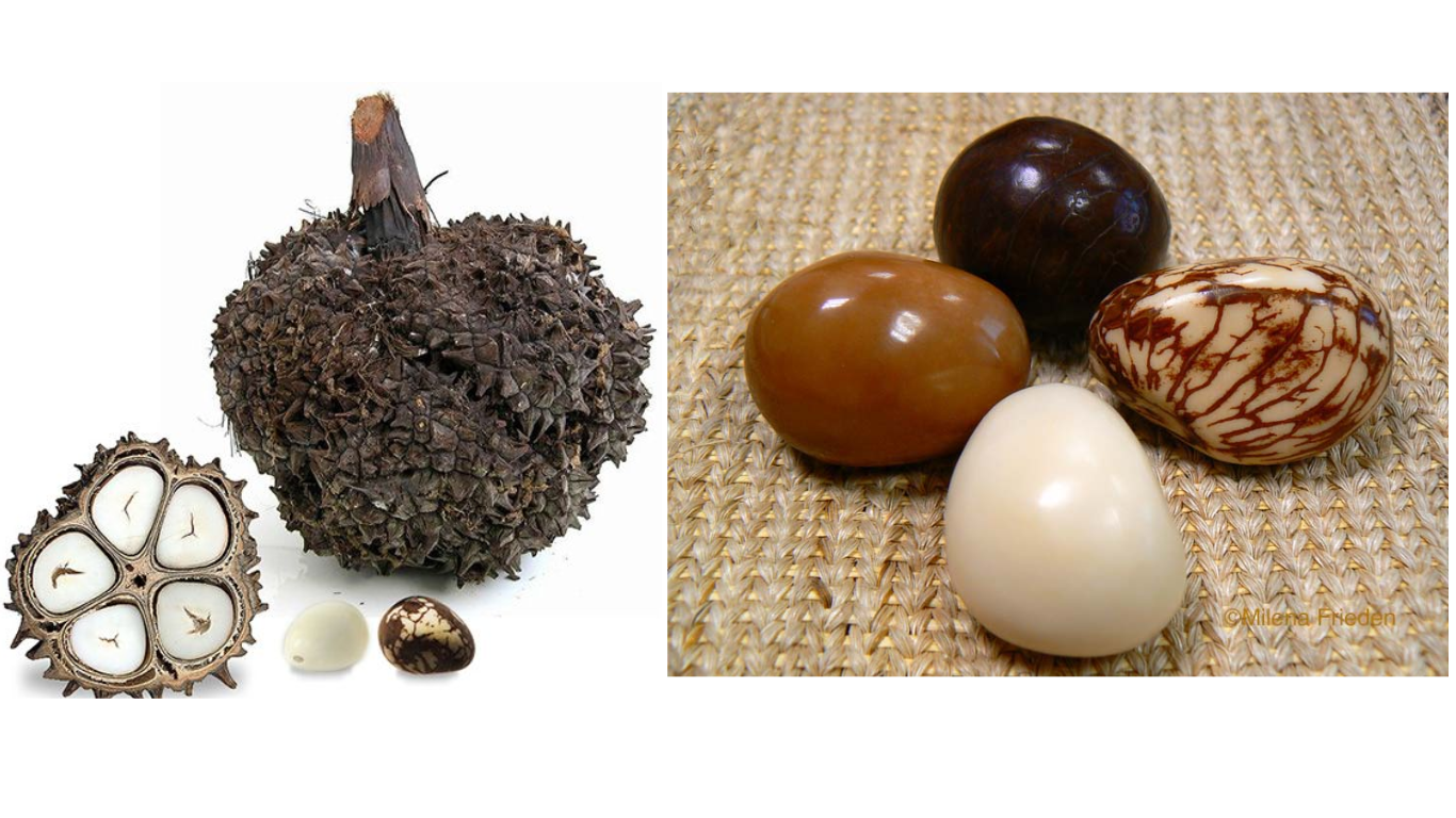 A Guide to Understanding Tagua Nut Jewelry and Its Eco-Friendly ...